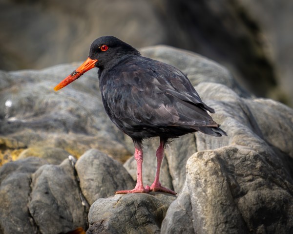 Feathers, Fur Seals, and a Camera in Crisis: A Kaikōura Photo Safari